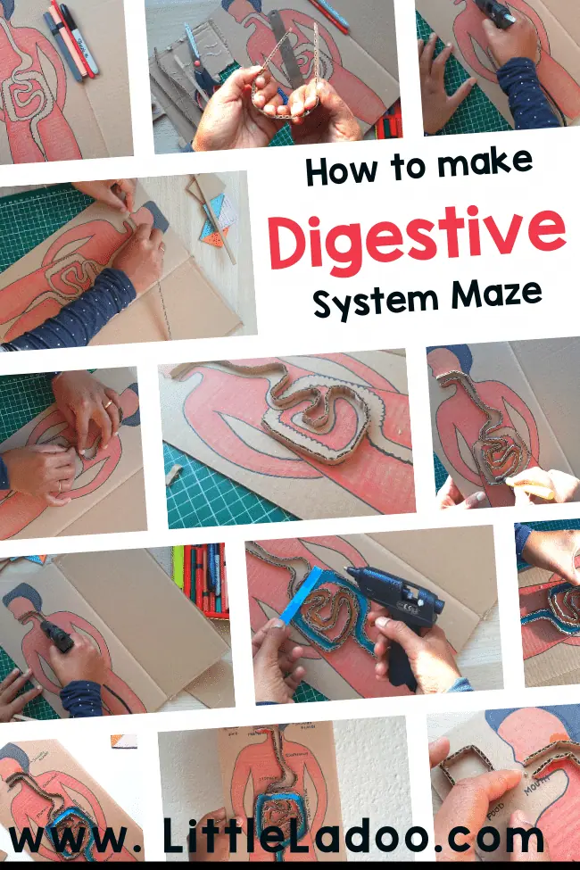 Digestive system Maze - Fun way to learn how Food Travels