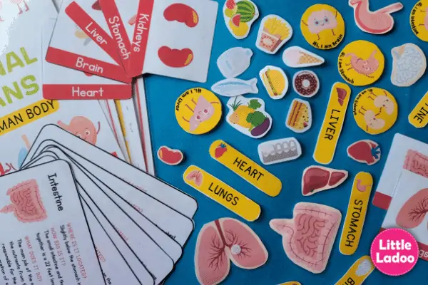 Digestive system Maze - Fun way to learn how Food Travels