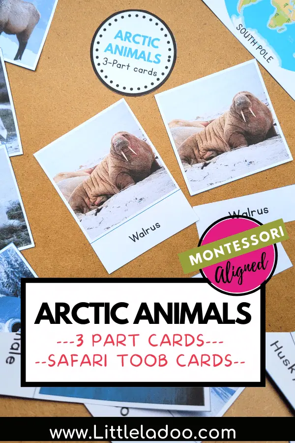 Arctic Animals 3 Part Cards Printable - Little Ladoo