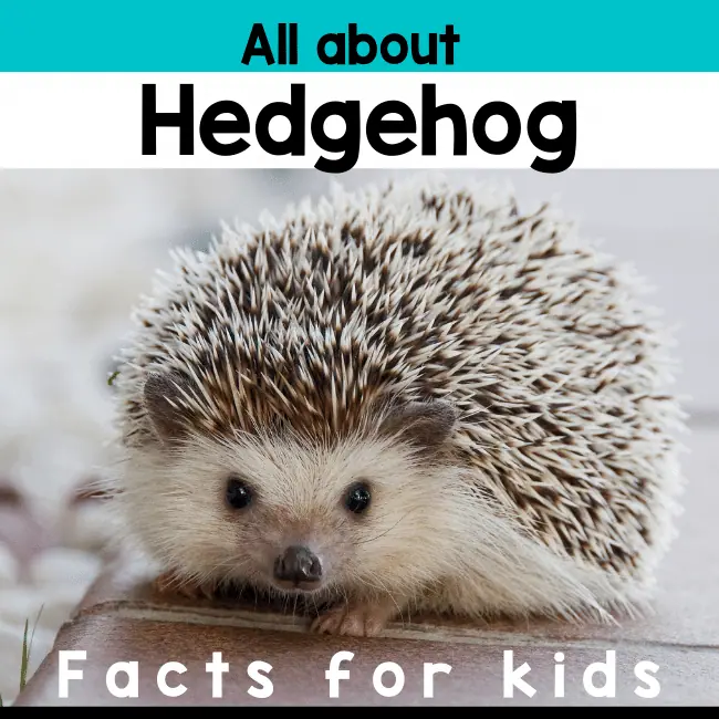 Hedgehog Facts for Kids - Little Ladoo
