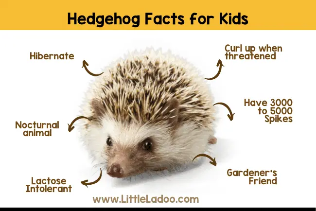 Hedgehog Facts for Kids - Little Ladoo