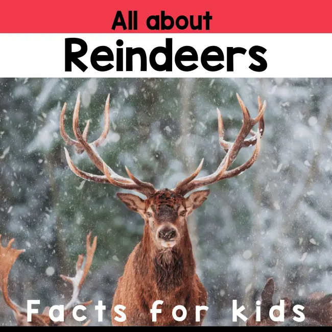 Reindeer Facts for kids - Little Ladoo