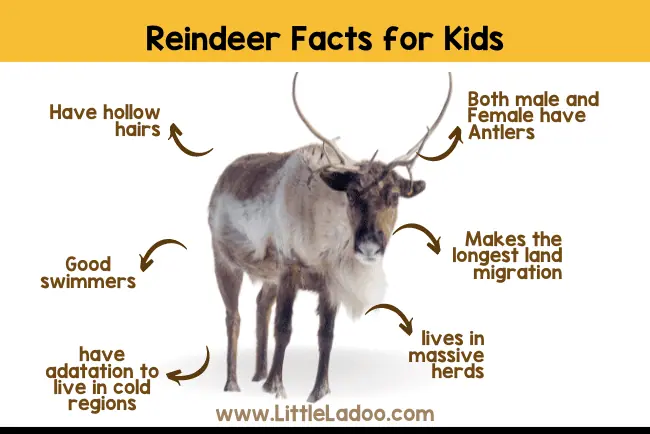 Reindeer Facts for kids - Little Ladoo