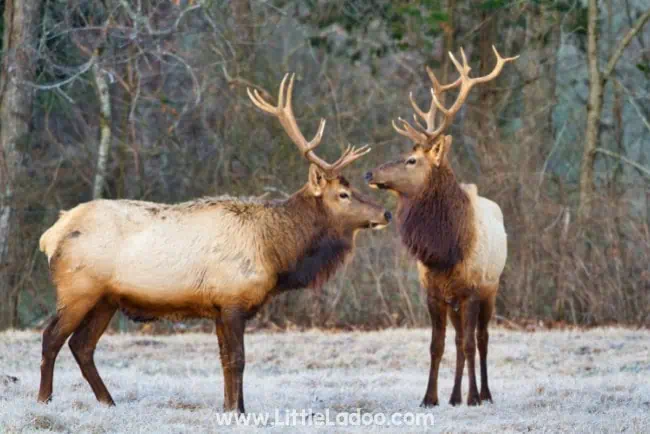 Reindeer Facts for kids - Little Ladoo