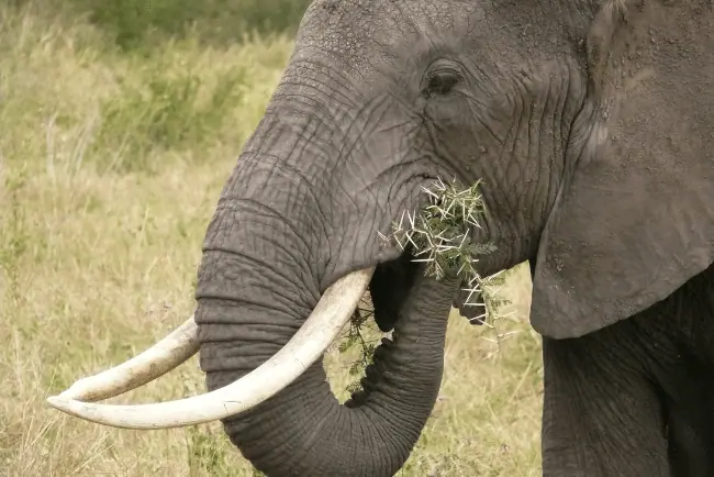 Elephant facts for kids - Little Ladoo