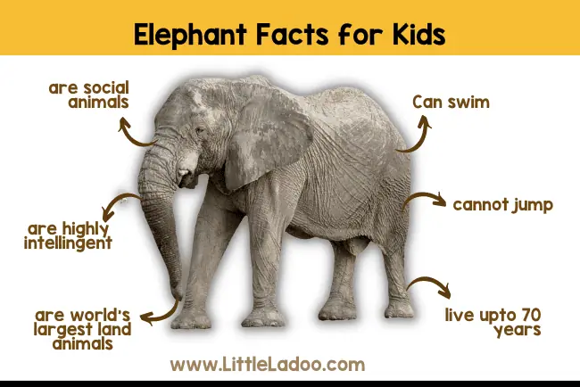 Elephant Elephant Description Elephant Facts