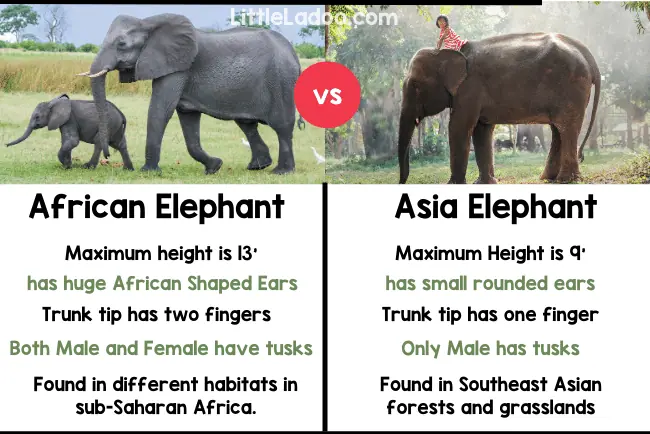 Elephant facts for kids - Little Ladoo