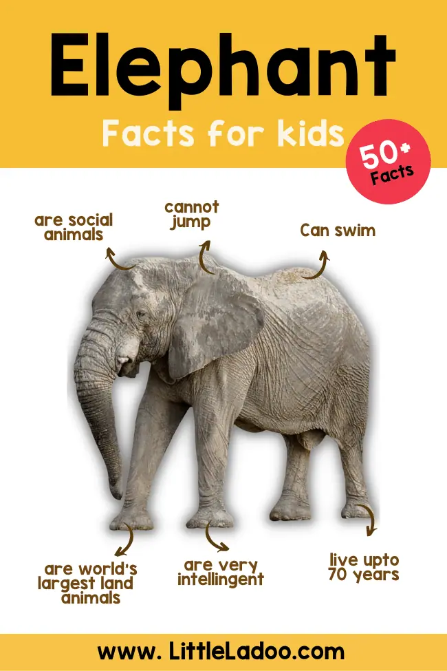 Elephant facts for kids - Little Ladoo