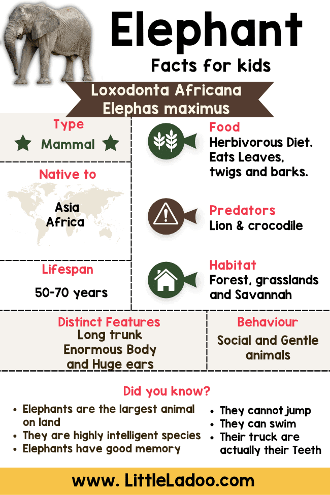 Elephant facts for kids - Little Ladoo