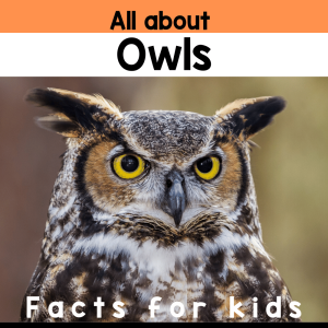 Owl Facts for kids - The Ultimate Guide to Learn All About Cows
