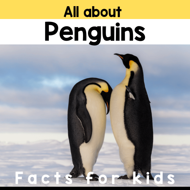 Penguin Facts for kids