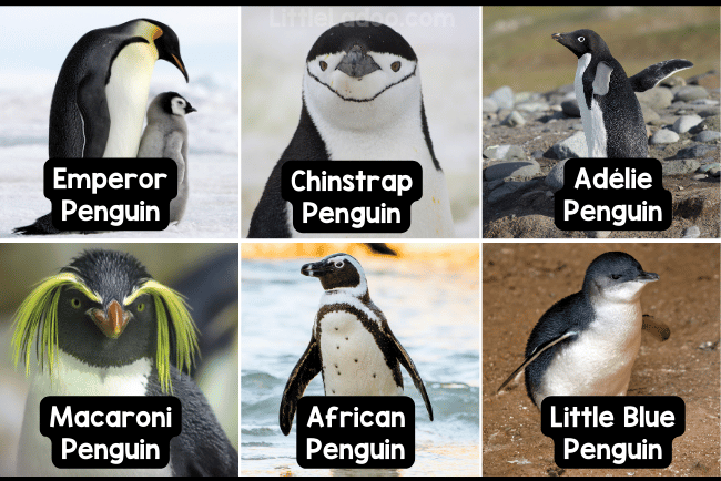Penguin Facts for kids