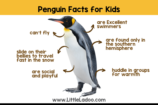 Penguin Facts for kids