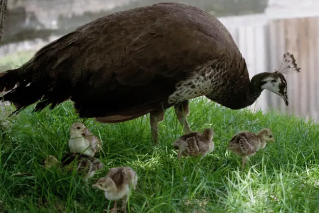 Peacock Facts for Kids - Little Ladoo