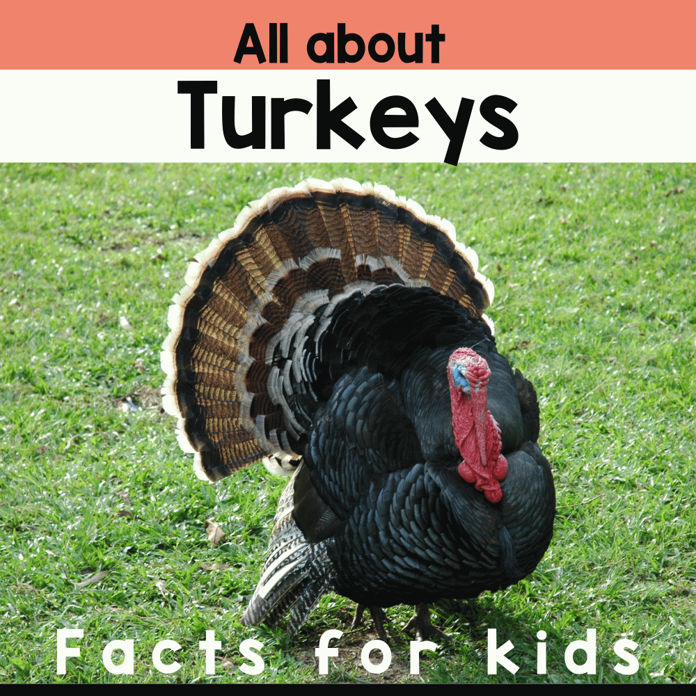 Turkey facts for kids