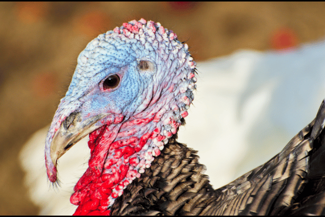 Turkey facts for kids