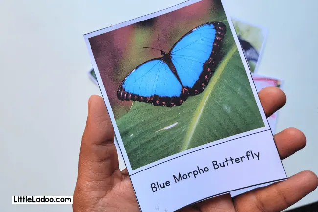 Butterfly Identification Cards {Free Printable}