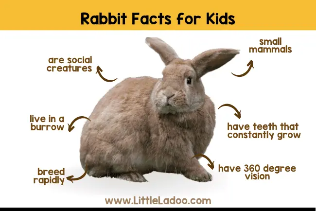 Rabbit Facts for kids - The Ultimate Guide to Learn All About Rabbits