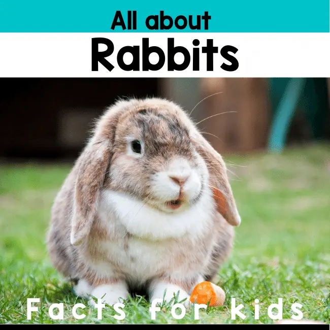 Rabbit Facts for kids - The Ultimate Guide to Learn All About Rabbits