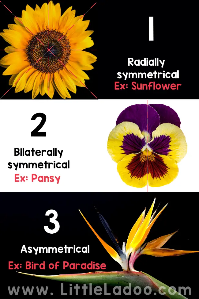 Flower Symmetry Drawing Prompts {Free Printable}