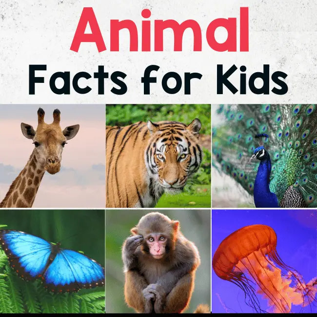 45 Animal Facts for kids that are Fun and Fascinating!