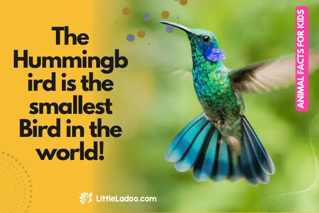 45 Animal Facts for kids that are Fun and Fascinating!