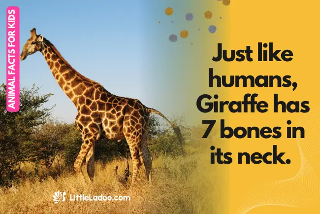 45 Animal Facts for kids that are Fun and Fascinating!