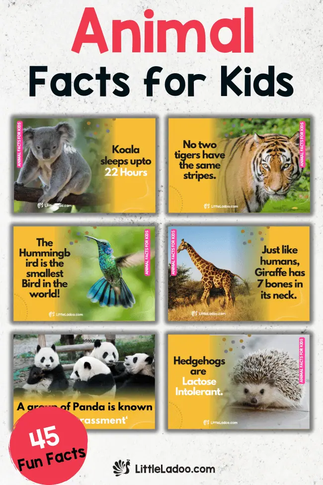 45 Animal Facts for kids that are Fun and Fascinating!