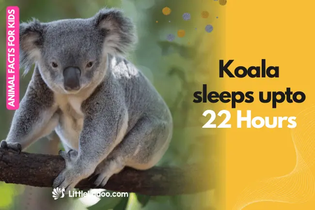 45 Animal Facts for kids that are Fun and Fascinating!