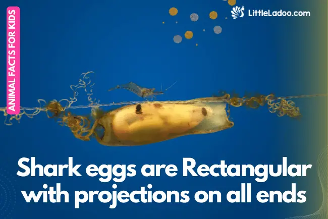 45 Animal Facts for kids that are Fun and Fascinating!