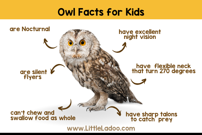 Owl Facts