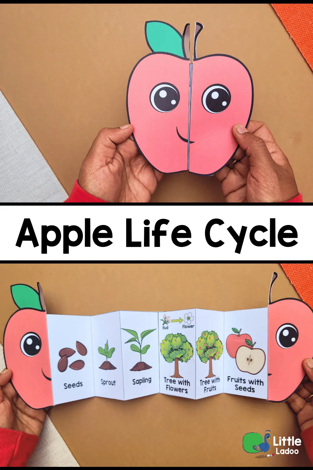Apple Life Cycle Craft Printable