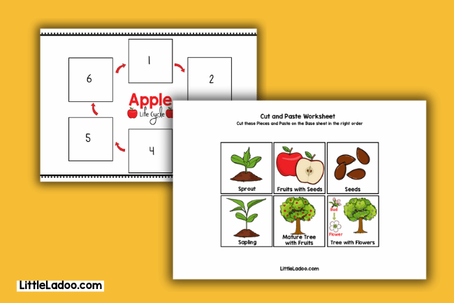 Apple Life Cycle Craft Printable