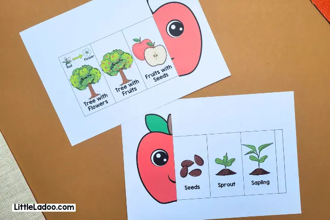 Apple Life Cycle Craft Printable