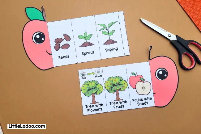 Apple Life Cycle Craft Printable