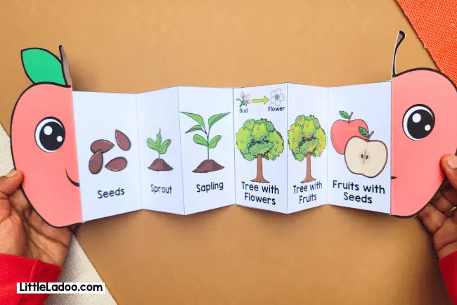 Apple Life Cycle Craft Printable