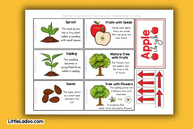Apple Life Cycle Craft Printable