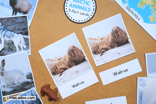 10+ Walrus Activities for kids