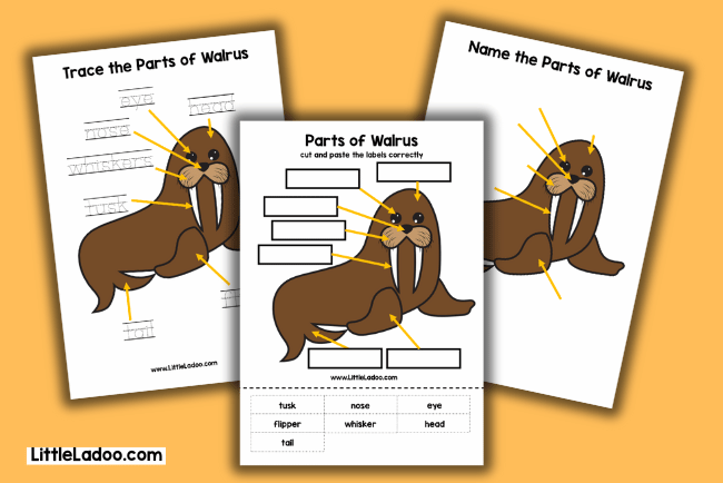 Parts of Walrus Worksheets {Free Printable}