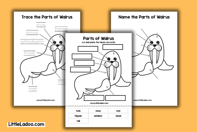 Parts of Walrus Worksheets {Free Printable}