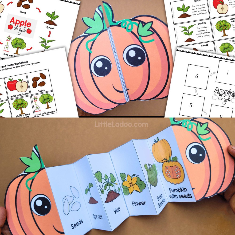 Pumpkin Life Cycle Craft Printable