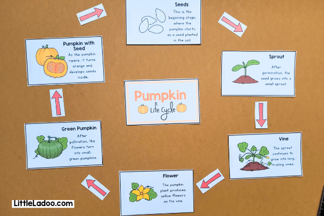 Pumpkin Life Cycle Craft Printable