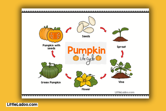 Pumpkin Life Cycle Craft Printable
