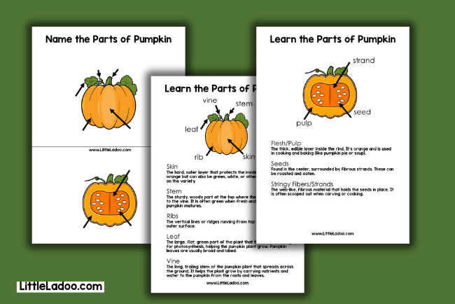 Parts of a Pumpkin Worksheets {Free Printable}