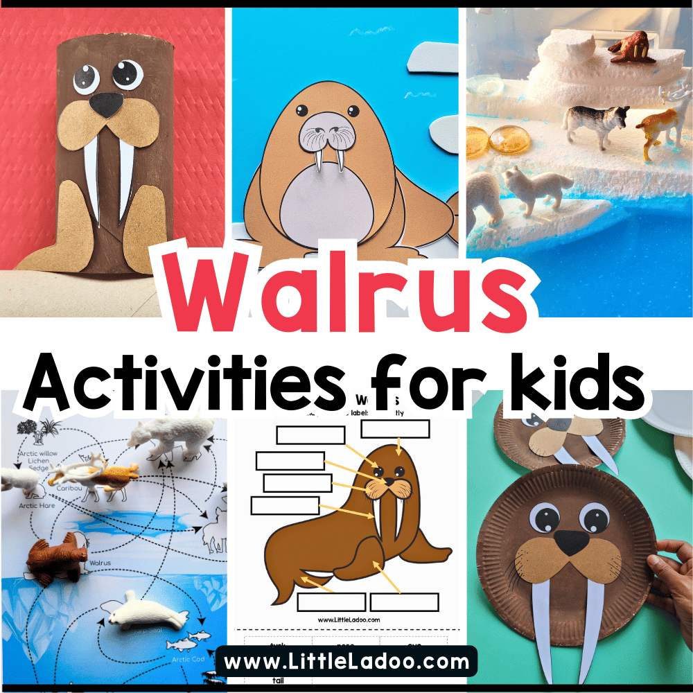 10+ Walrus Activities for kids