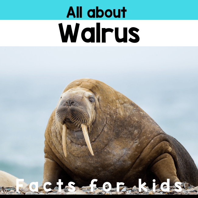 Walrus Facts for Kids