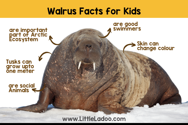 10+ Walrus Activities for kids