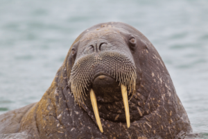 Walrus Facts for Kids