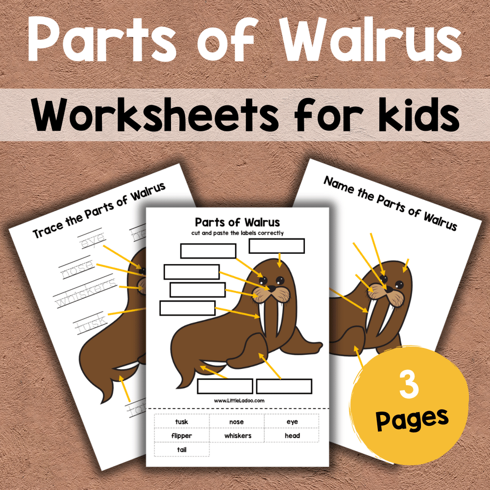 Parts of Walrus Worksheets {Free Printable}