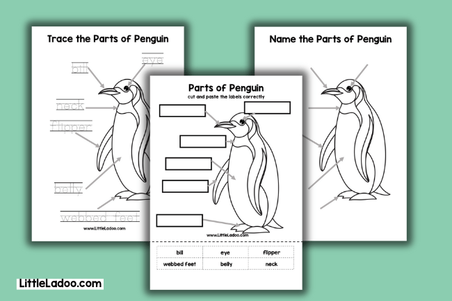 Parts of Penguin Worksheets {Free Printable}